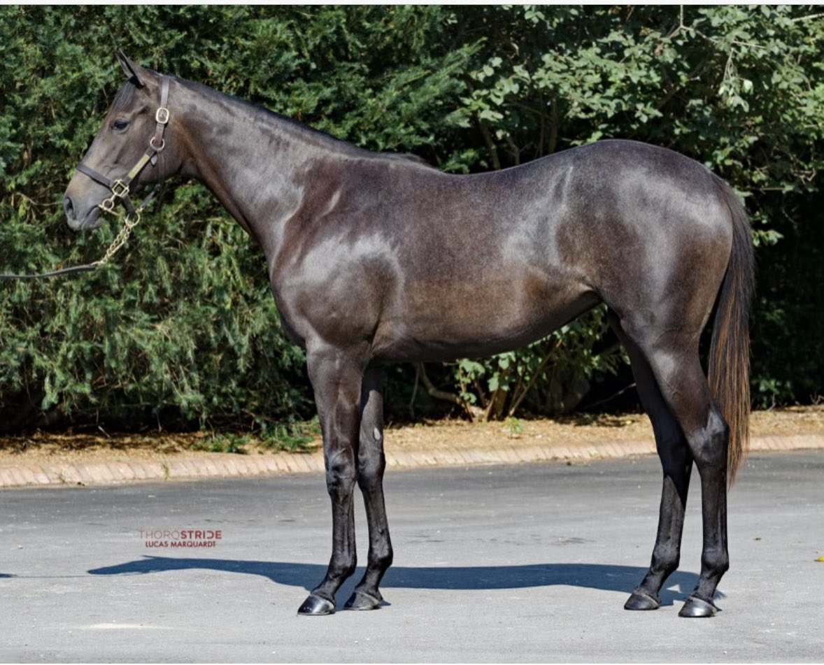 Dave Portnoy Celebrates Barstool Is Back With Big Purchase – BSW/Crow