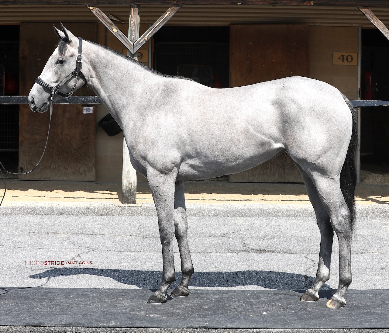 In Theory Cruises to Debut Victory – BSW Bloodstock