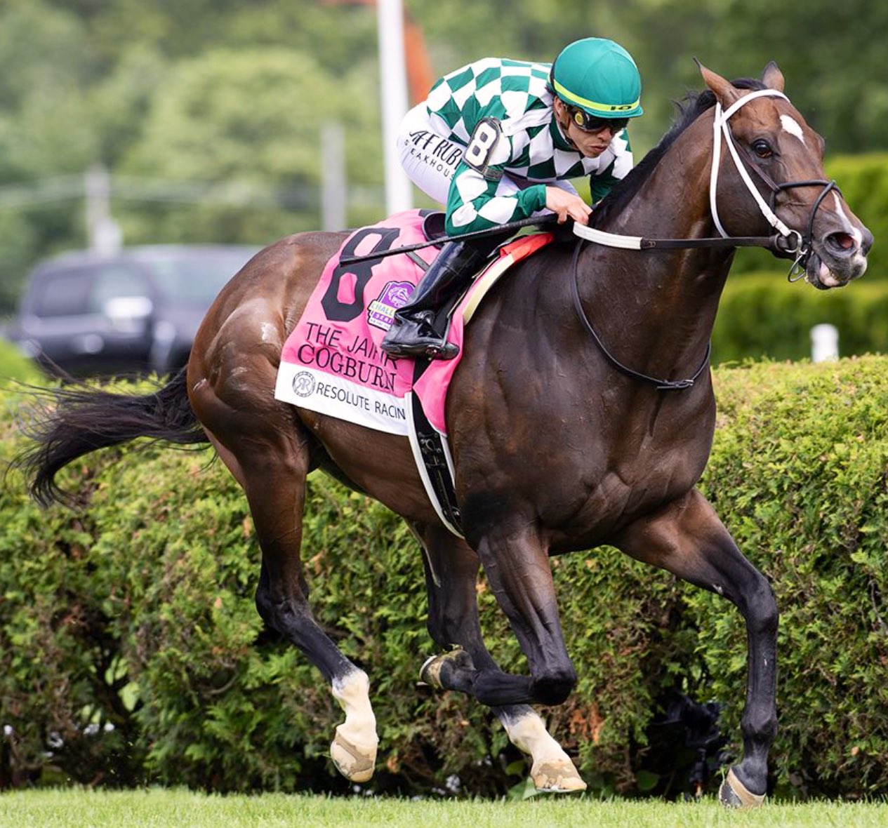 ‘Fastest Horse In the World’ Cogburn To Stand At WinStar Upon ...